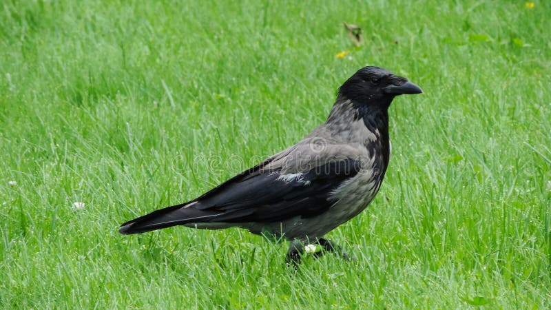 Grey Big Raven on a Green Meadow Stock Photo - Image of bird, large ...
