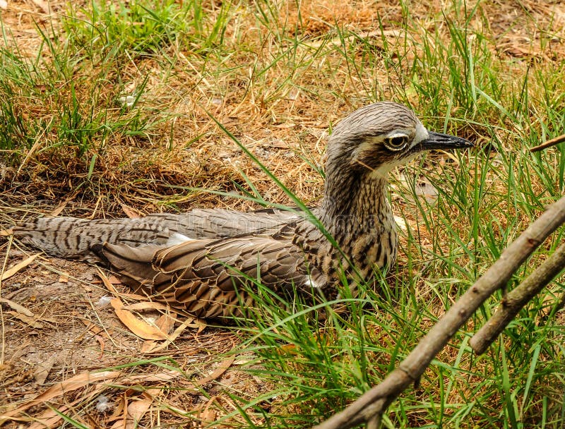 Grey bird stock photo. Image of beak, feathers, animal - 67558126