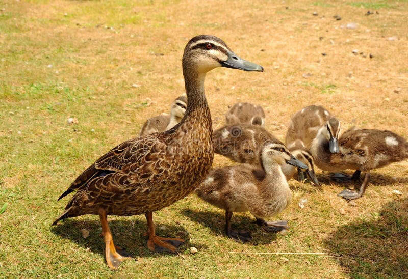 Grey bird stock photo. Image of feathers, grass, australia - 67558196