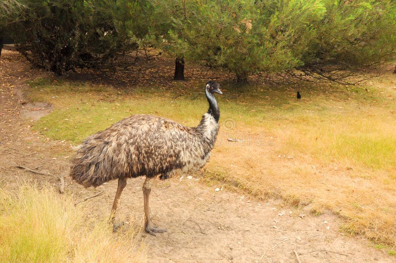 Grey bird stock image. Image of eyes, leaves, animal - 67558255