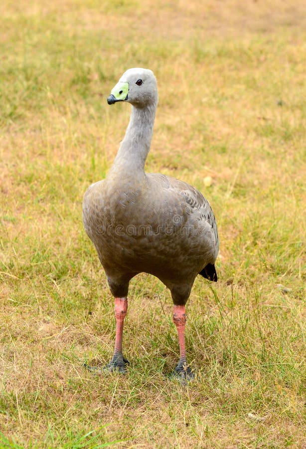 Grey bird stock photo. Image of large, grey, leaves, australia - 67558538