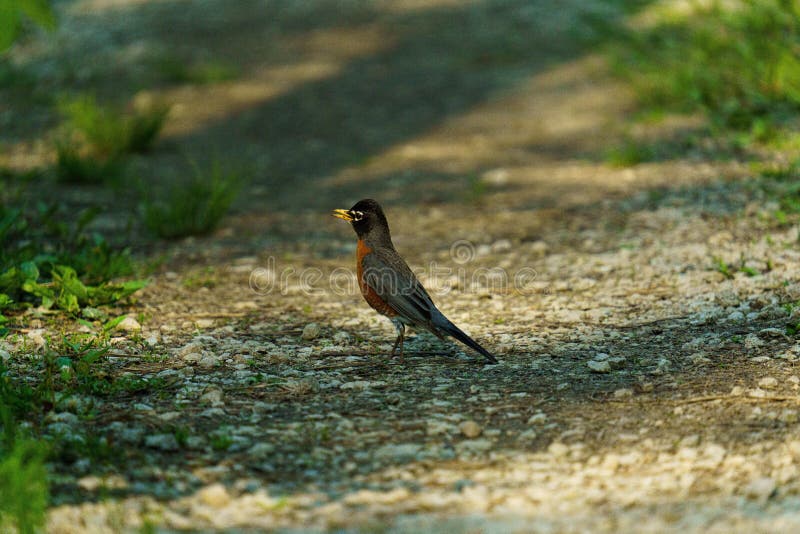 Grey Bird Standing on the Ground Stock Image - Image of natural, grey ...