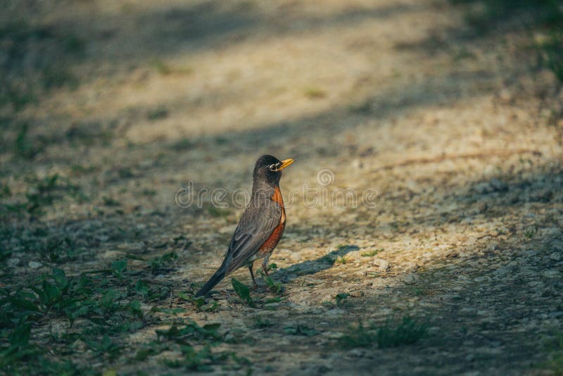 Grey Bird Standing on the Ground Stock Image - Image of standing, wild ...