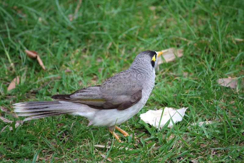 Grey bird stock photo. Image of grey, white, bird, yellow - 82702848