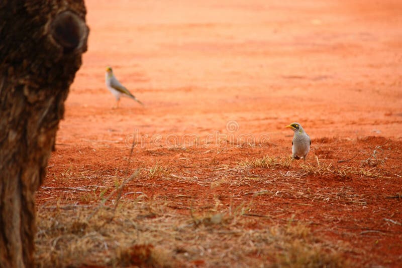 Grey birds stock photo. Image of sand, grey, australia - 41000626