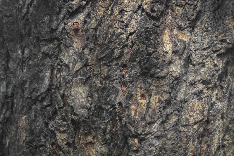 Bark of the neem tree stock image. Image of timber, branch - 169994173