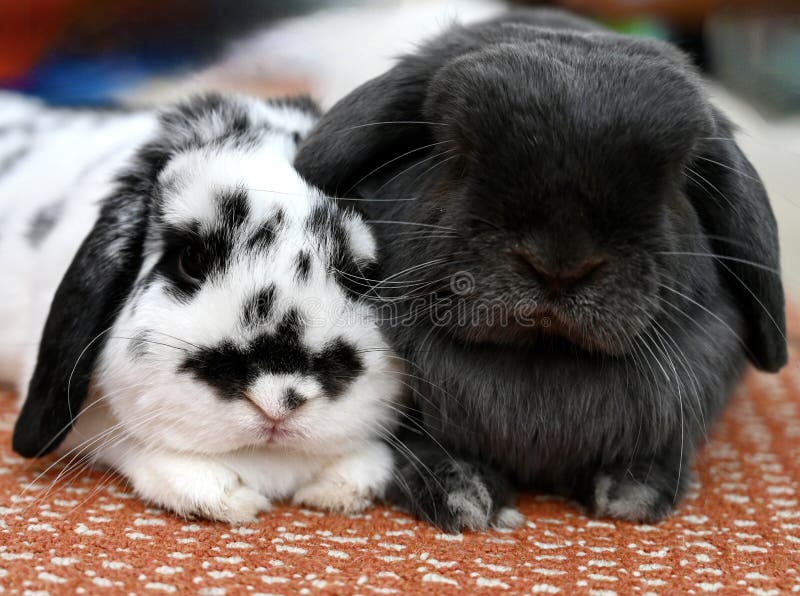 Floppy Eared Rabbits stock image. Image of eared, toys - 228514261
