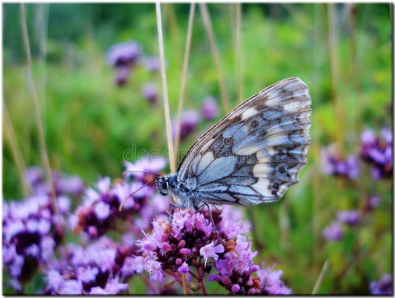 Grey And Blue Butterfly On Purple Flower During Daytime Picture. Image ...