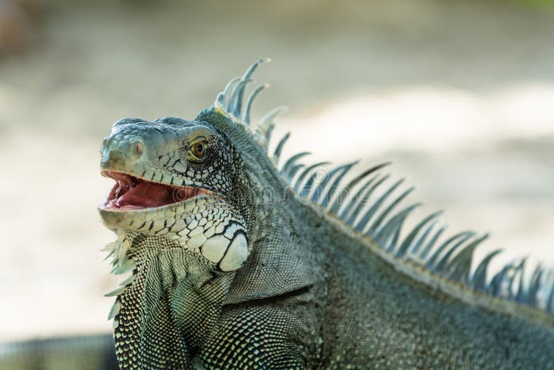 Grey Iguana stock image. Image of reptile, lizard, texture - 83024313