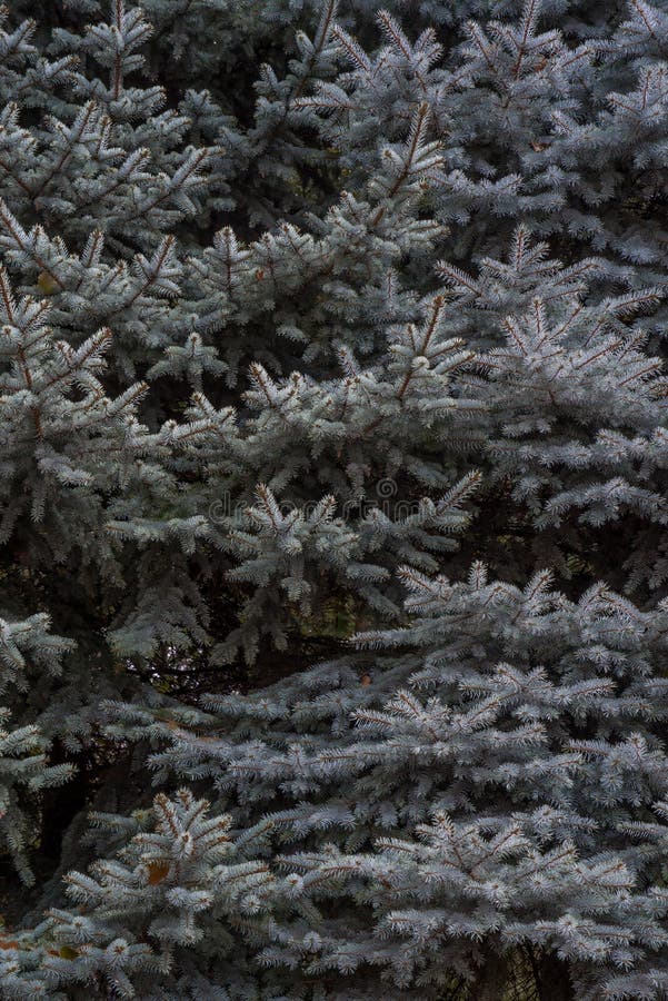 Grey blue spruce branches stock photo. Image of nature - 83166474