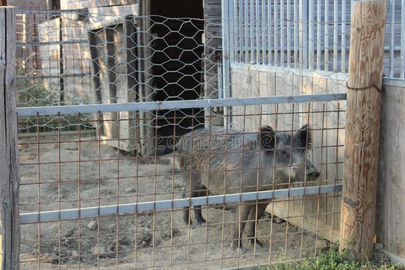 Grey Boar in a Cage in Summer Day Stock Photo - Image of europe ...