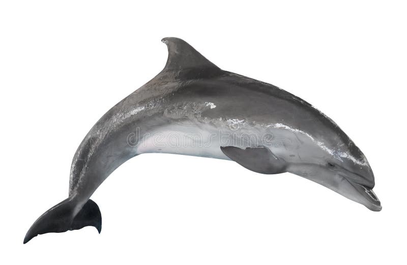 Grey Bottlenose Dolphin on White Stock Image - Image of wildlife ...