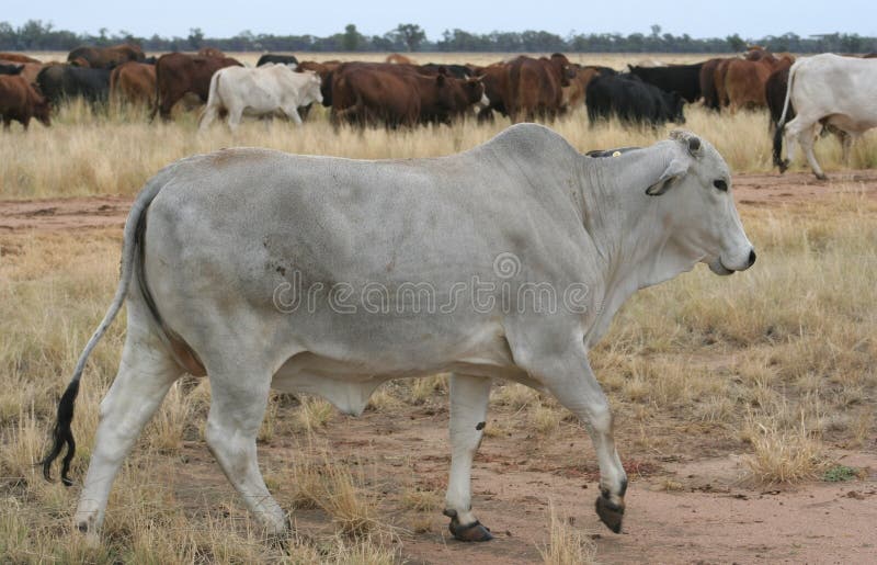 Brahman Bull - side view stock image. Image of brahman - 3134269