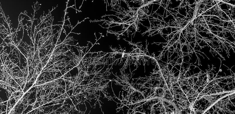 Grey Branches Isolated on Black Background Stock Photo - Image of ...