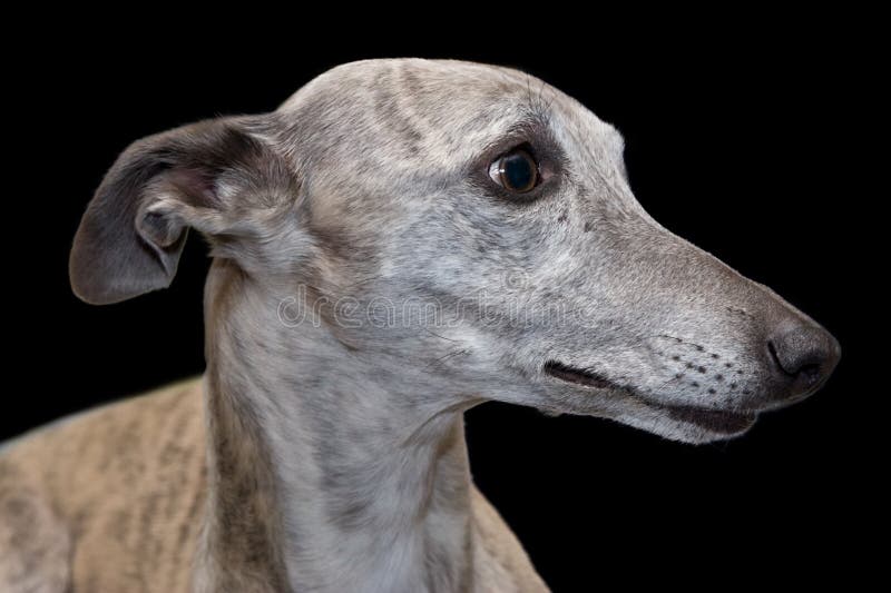 Grey Brindle Whippet on Black Background Stock Photo - Image of ...