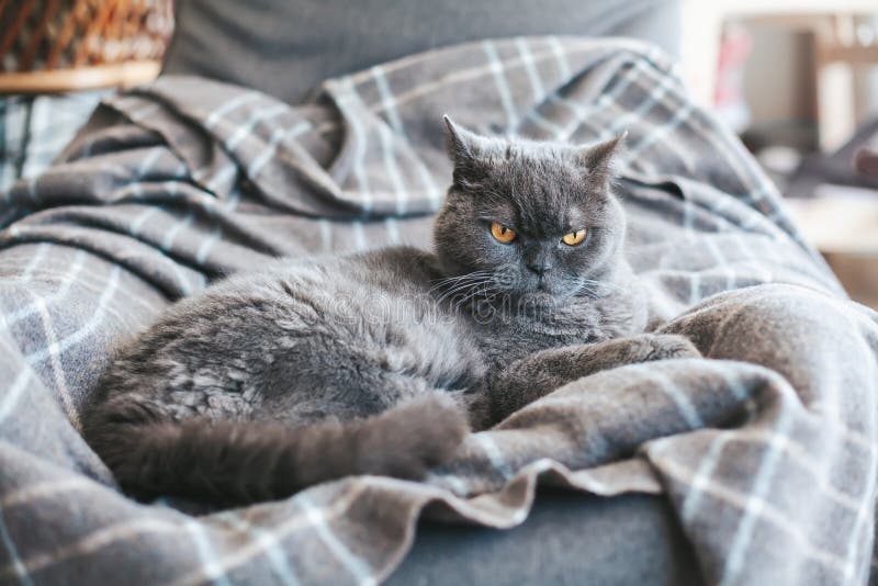 Grey British Cat on a Grey Blanket Stock Image - Image of lying, grey ...