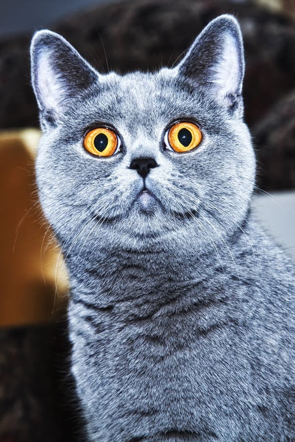 Grey British Cat Isolated on White Stock Image - Image of british ...