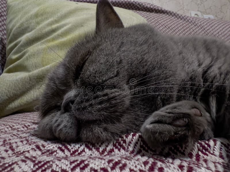 A Grey British Grey Cat is Deep Asleep on the Couch. a Green Pillow is ...