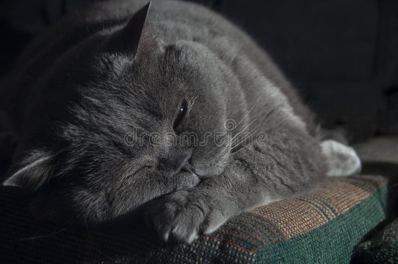 A Grey British Cat is Napping on a Green Sofa. the Concept of Home ...