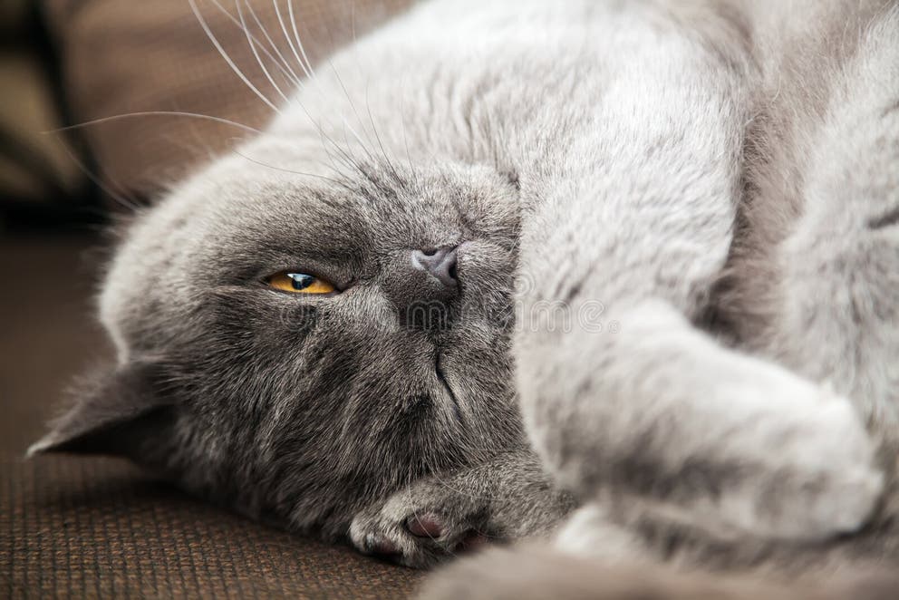 Grey British Cat with One Eye Closed Stock Photo - Image of shorthair ...