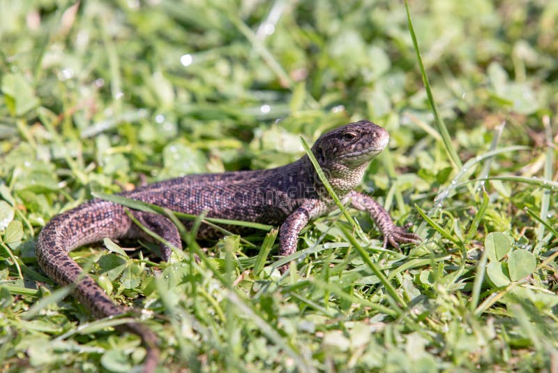 Lizard - side view stock image. Image of climbing, basking - 33359805