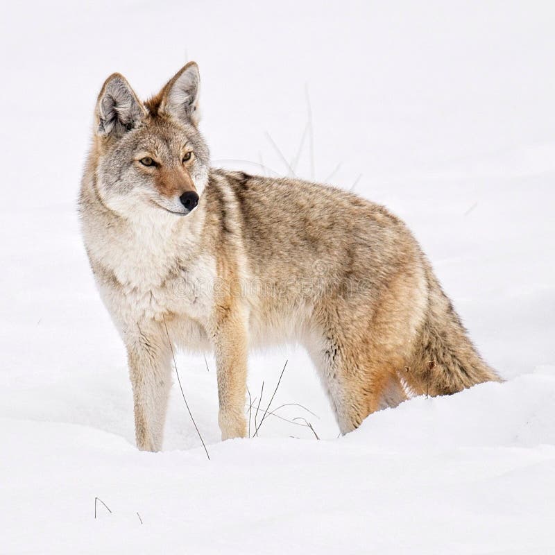 Grey and Brown Wolf Stands in a Snow-covered Landscape, Its Gaze Fixed ...