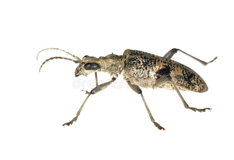 Grey bug stock image. Image of grey, antenna, orange - 11479385