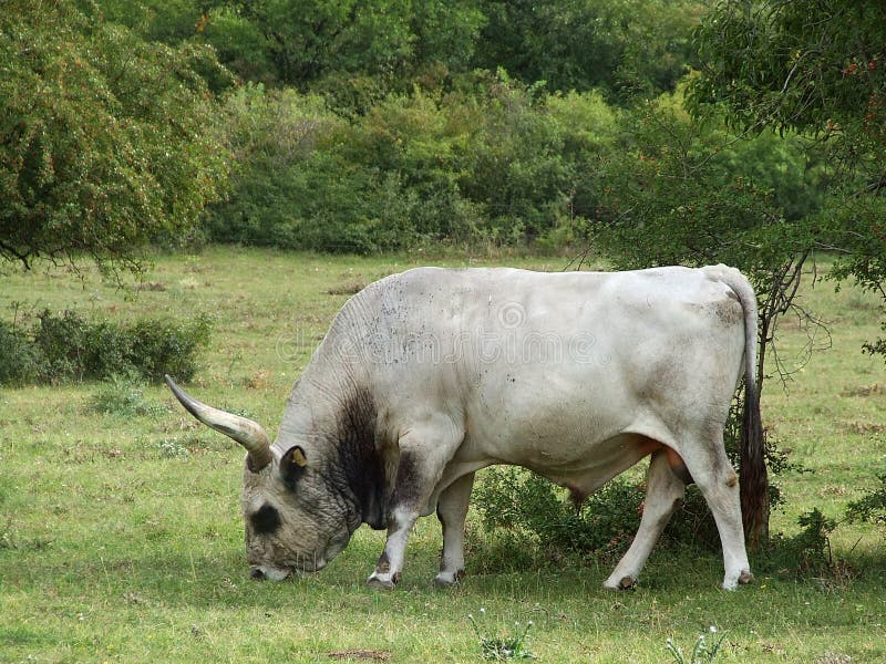 Grey Bull Grazing stock photo. Image of hungary, hortobagy - 12610294