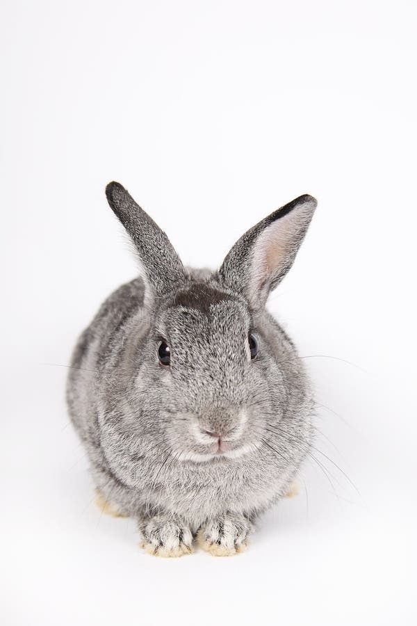 Grey bunny stock photo. Image of friendly, isolated, isolate - 21566394