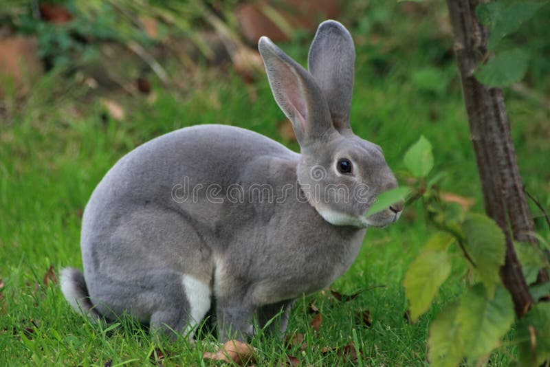 Grey bunny stock photo. Image of animals, beautiful, herbivore - 3497960