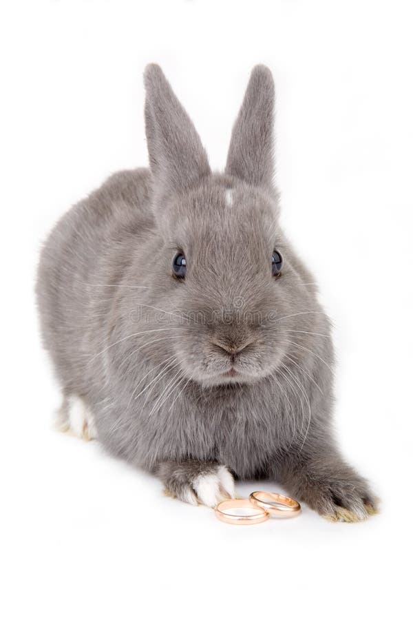 Grey bunny, isolated stock image. Image of mammal, breeding - 2507301