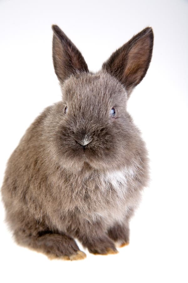 120+ Grey bunny isolated Free Stock Photos - StockFreeImages