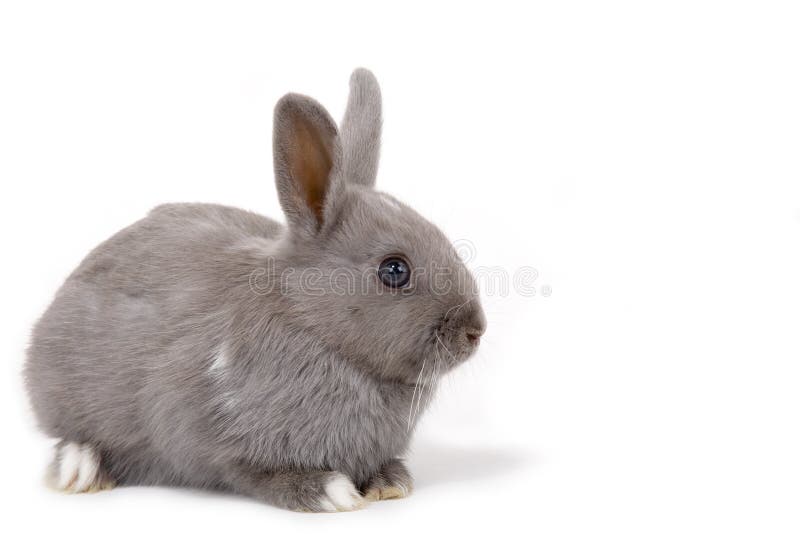 Grey Bunny on the Left Side Stock Image - Image of little, creature ...