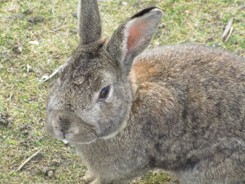 A Grey Bunny Rabbit Looking on 2019 Stock Photo - Image of alert ...