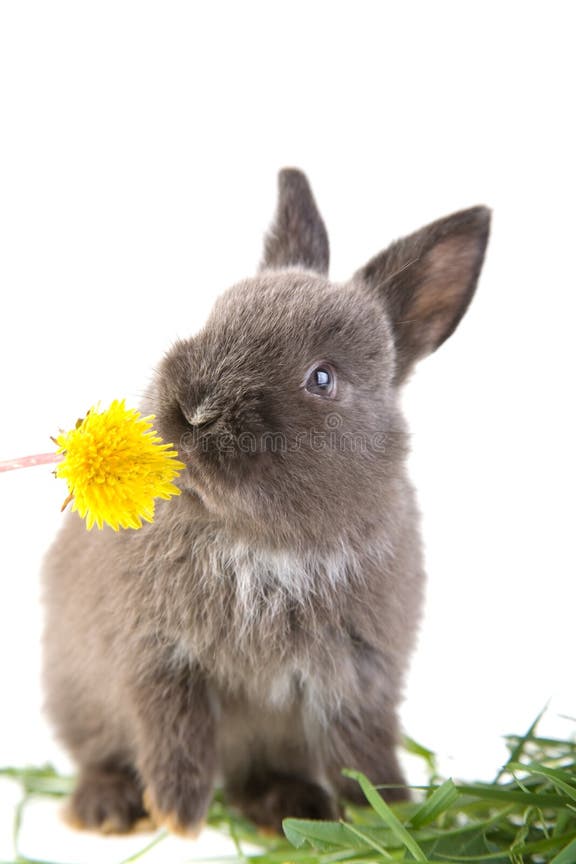 Grey Bunny Smelling a Flower Stock Photo - Image of young, rabbit: 3317628