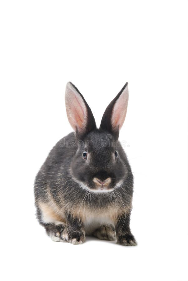 Grey Bunny on a White Background Stock Photo - Image of space, animal ...