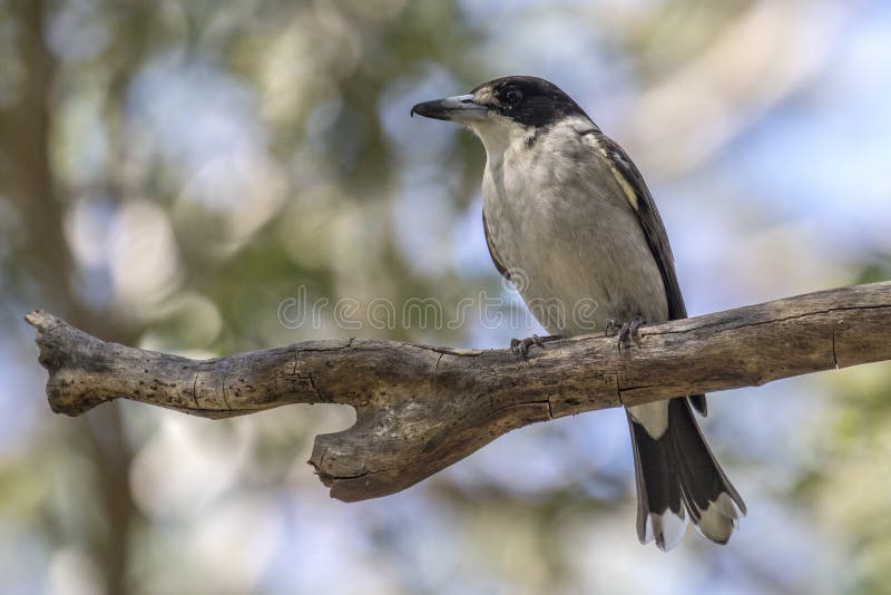 Grey Butcher Bird stock photo. Image of grey, branch - 196915690