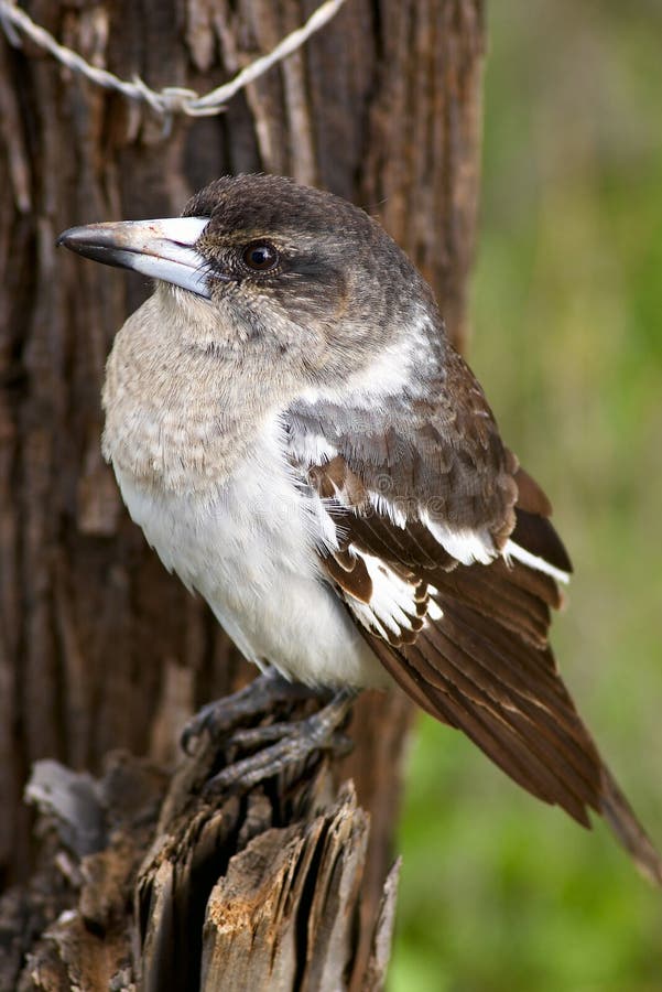 Grey butcherbird on a tree stock photo. Image of black - 1995022