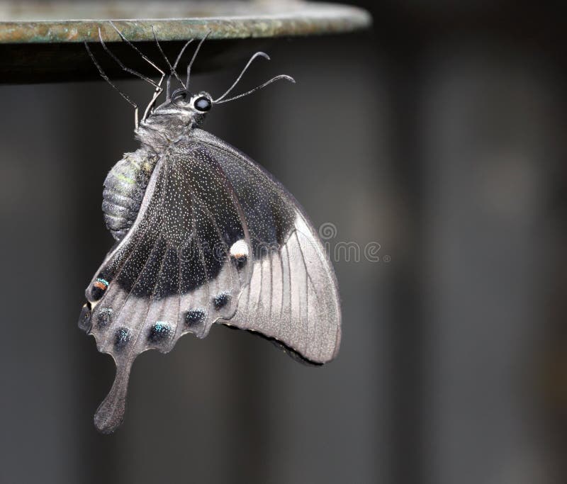 Grey butterfly stock image. Image of butterfly, gray, close - 7973749