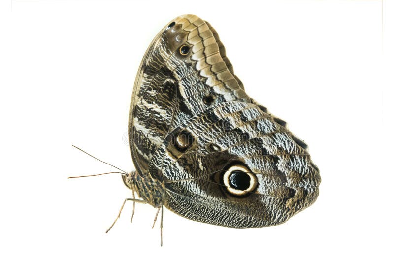 Grey butterfly isolated stock photo. Image of closeup - 130006626