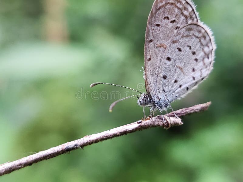 Grey Butterfly Perched on a Twig with a Green Background Stock Photo ...