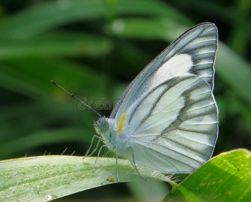 Grey butterfly stock image. Image of forest, grey, leaves - 51758989