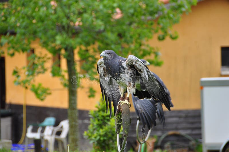 Grey Buzzard in captivity stock image. Image of nature - 67441005