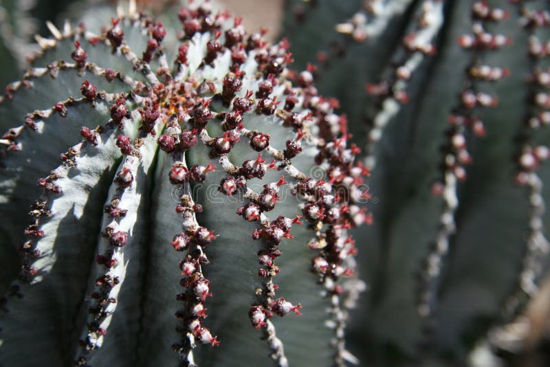 Grey cactus stock photo. Image of spike, spiked, spiky - 66525040