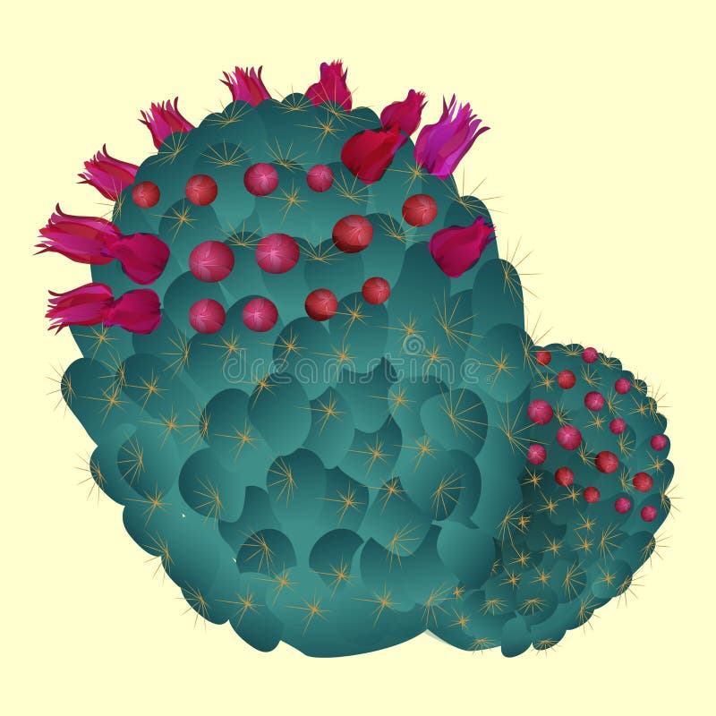 A Grey Cactus, Like a Flower, a View from Above Stock Illustration ...