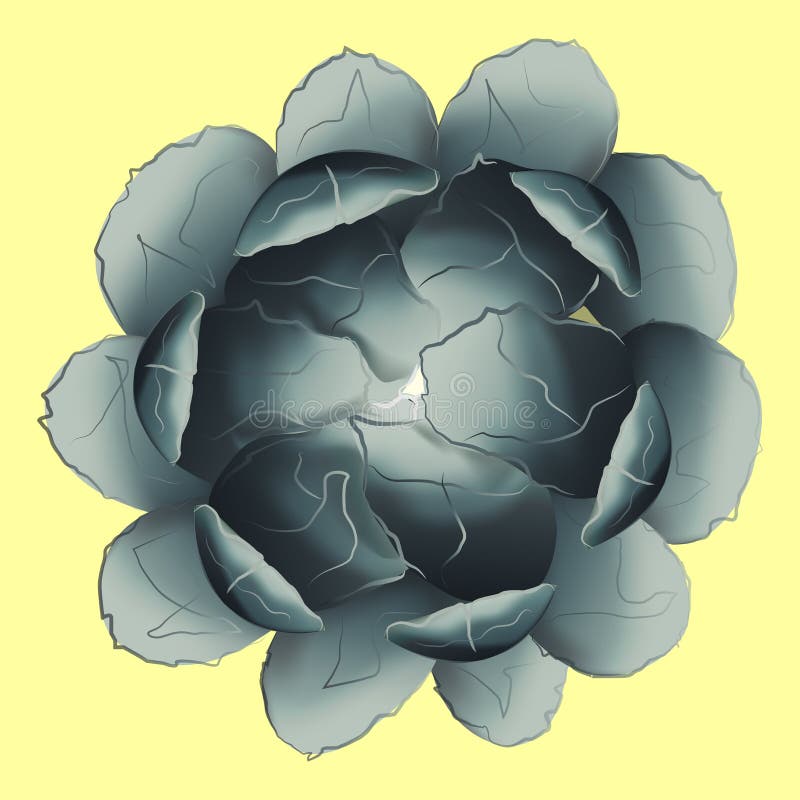 A Grey Cactus, Like a Flower, a View from Above Stock Illustration ...