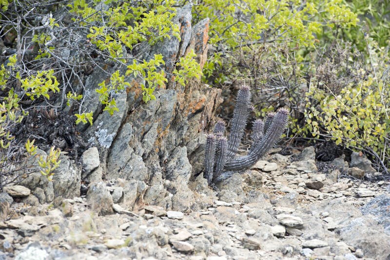 Grey cactus stock photo. Image of spike, spiked, spiky - 66525040