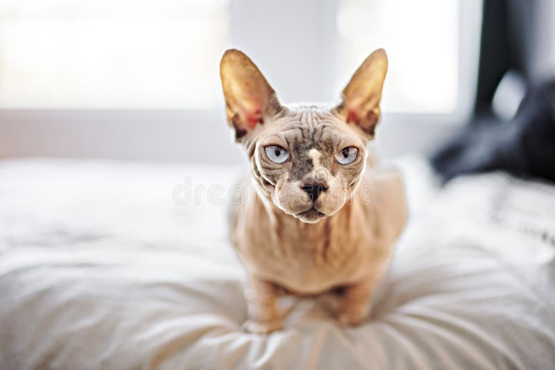 Grey Canadian Mink Point Sphynx Cat on Bedroom Stock Image - Image of ...