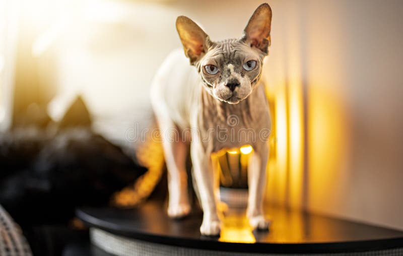 Grey Canadian Mink Point Sphynx Cat on Bedroom Stock Photo - Image of ...