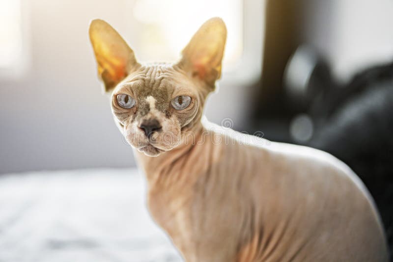 Grey Canadian Mink Point Sphynx Cat on Bedroom Stock Image - Image of ...